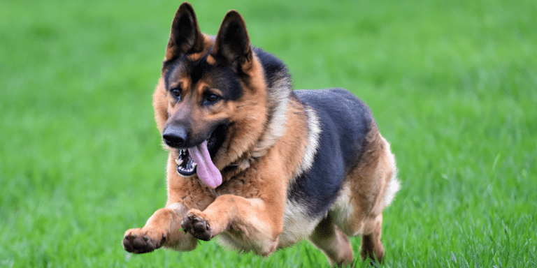 Berger Allemand | Tout ce que vous devez savoir sur cette race de chien